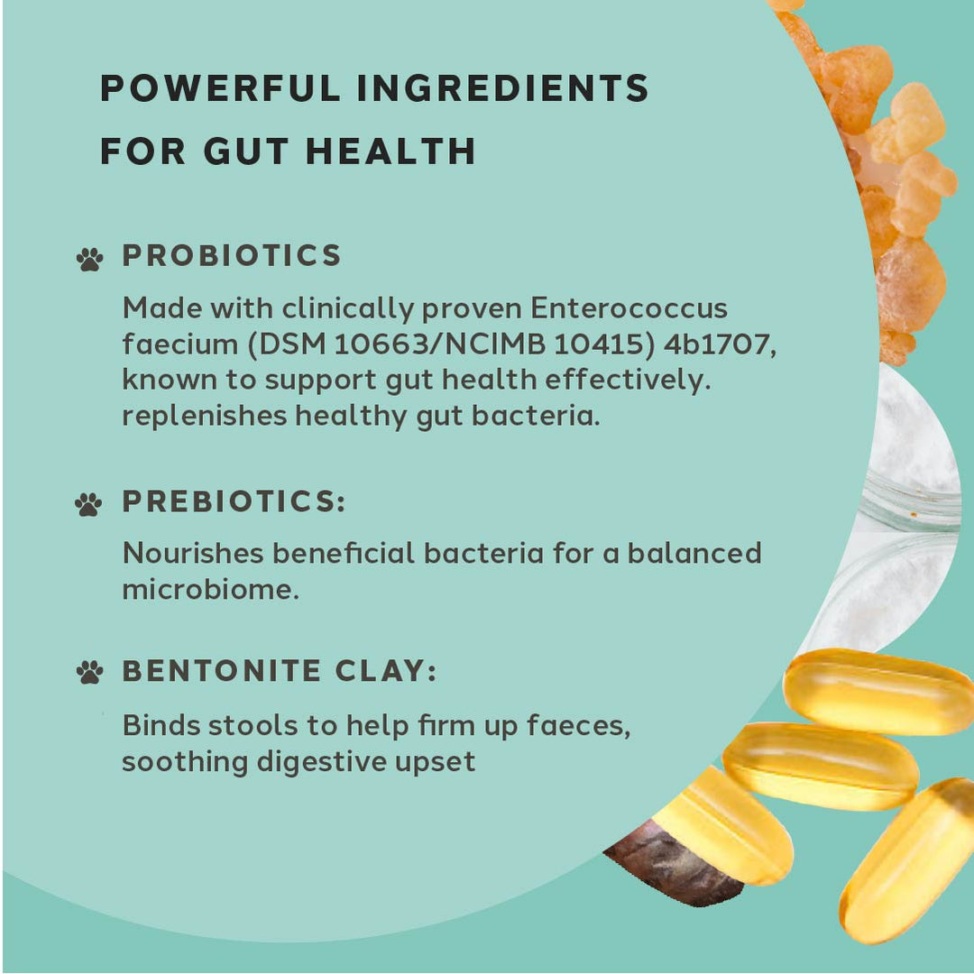 Diarrhoea Care Probiotic Paste – CharlieTheVet